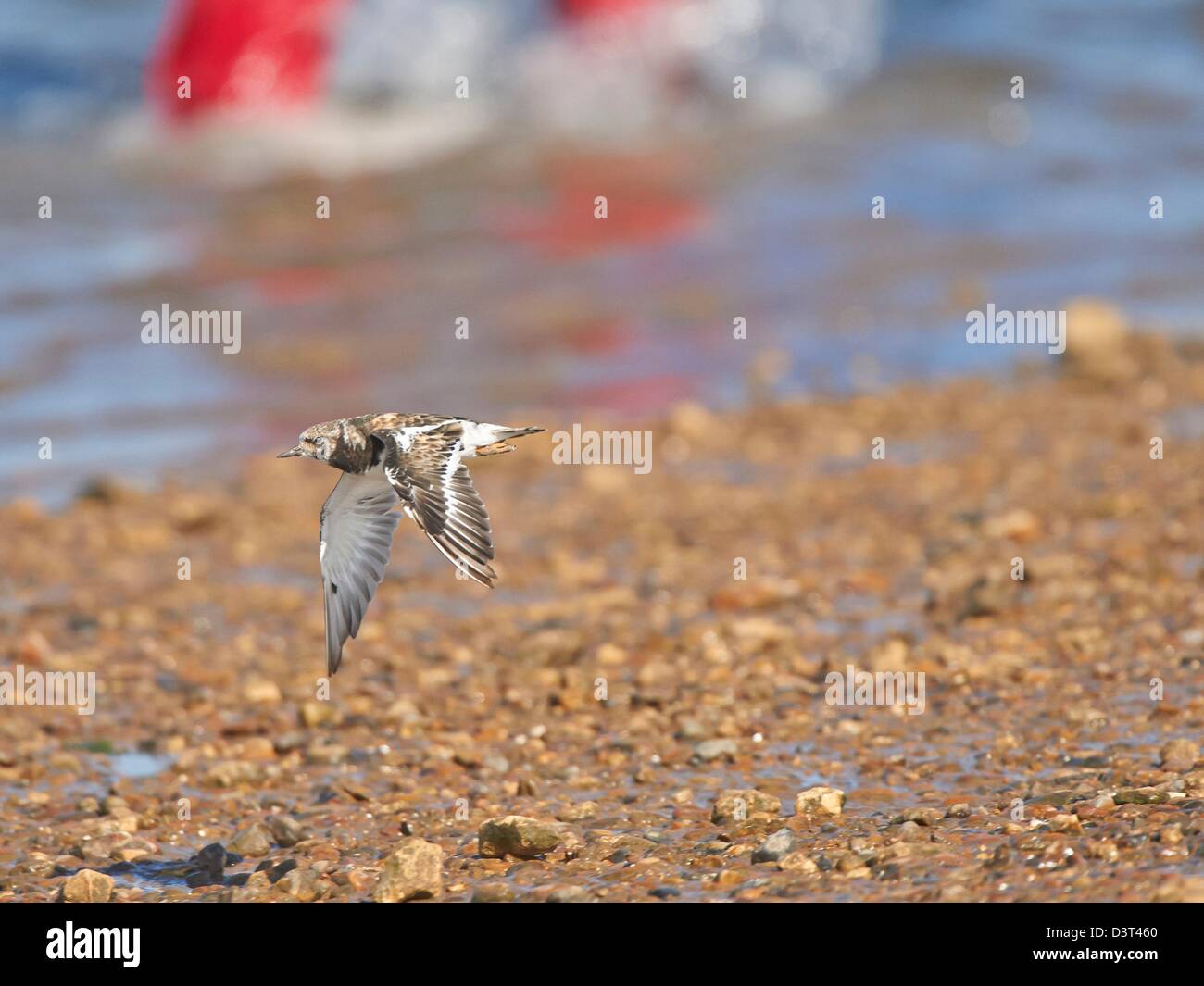 Turnstone in flight Stock Photo - Alamy