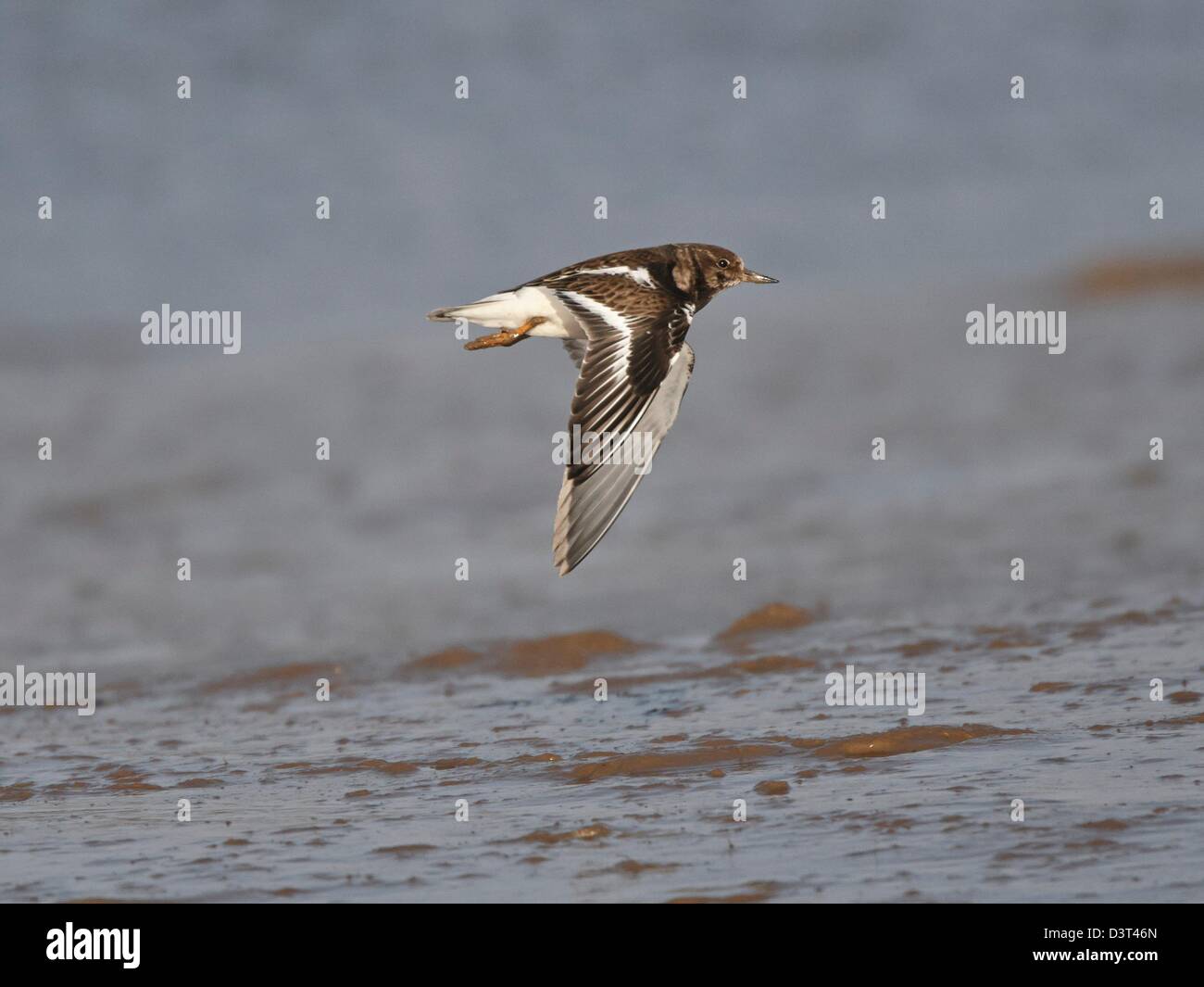 Turnstone in flight Stock Photo - Alamy