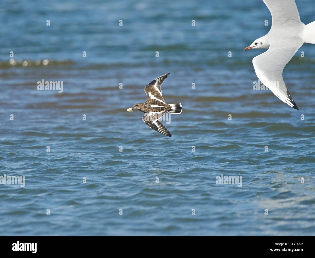 Turnstone in flight Stock Photo - Alamy