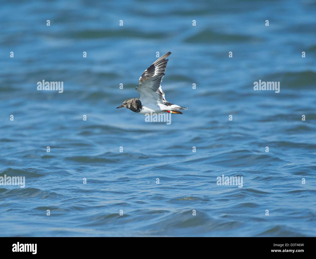 Turnstone in flight Stock Photo - Alamy
