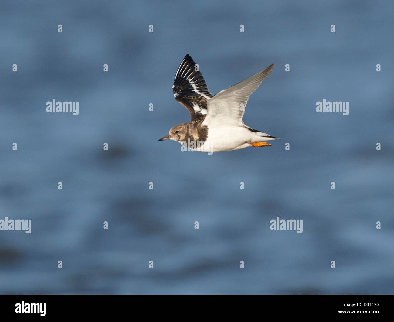 Turnstone in flight Stock Photo - Alamy