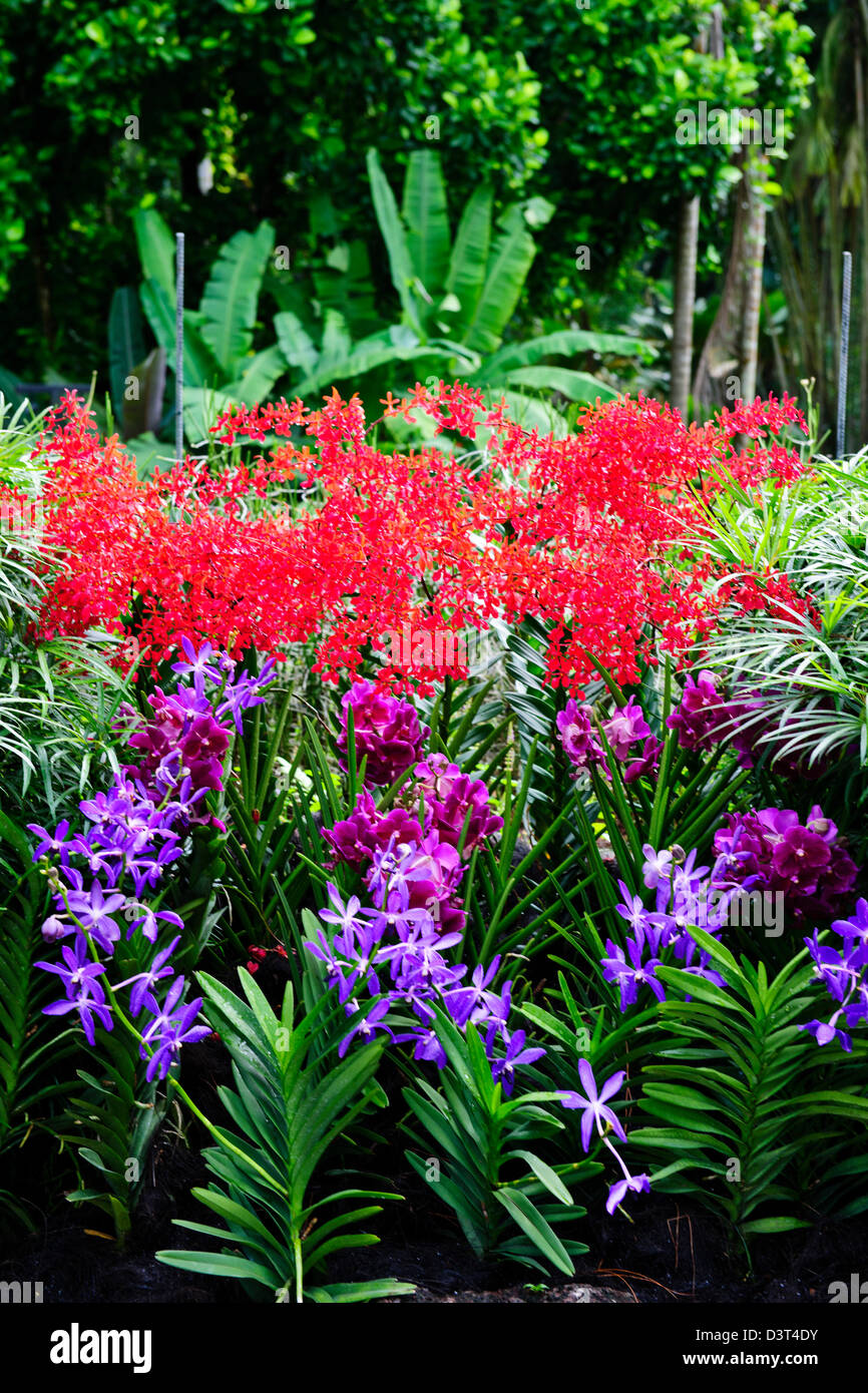 National Orchid Garden,Tan Hoon Siang Mist House,1,000 species and ...