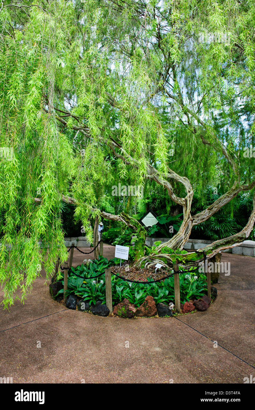 Singapore Botanical Garden1 degree Nth of the equator has 10,000 ...