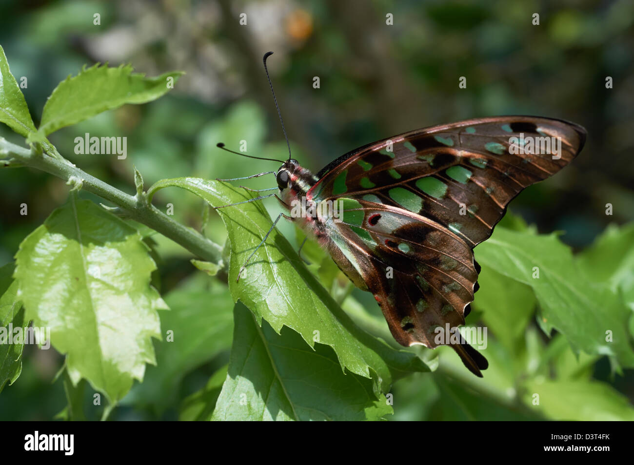 Pathysa hi-res stock photography and images - Alamy