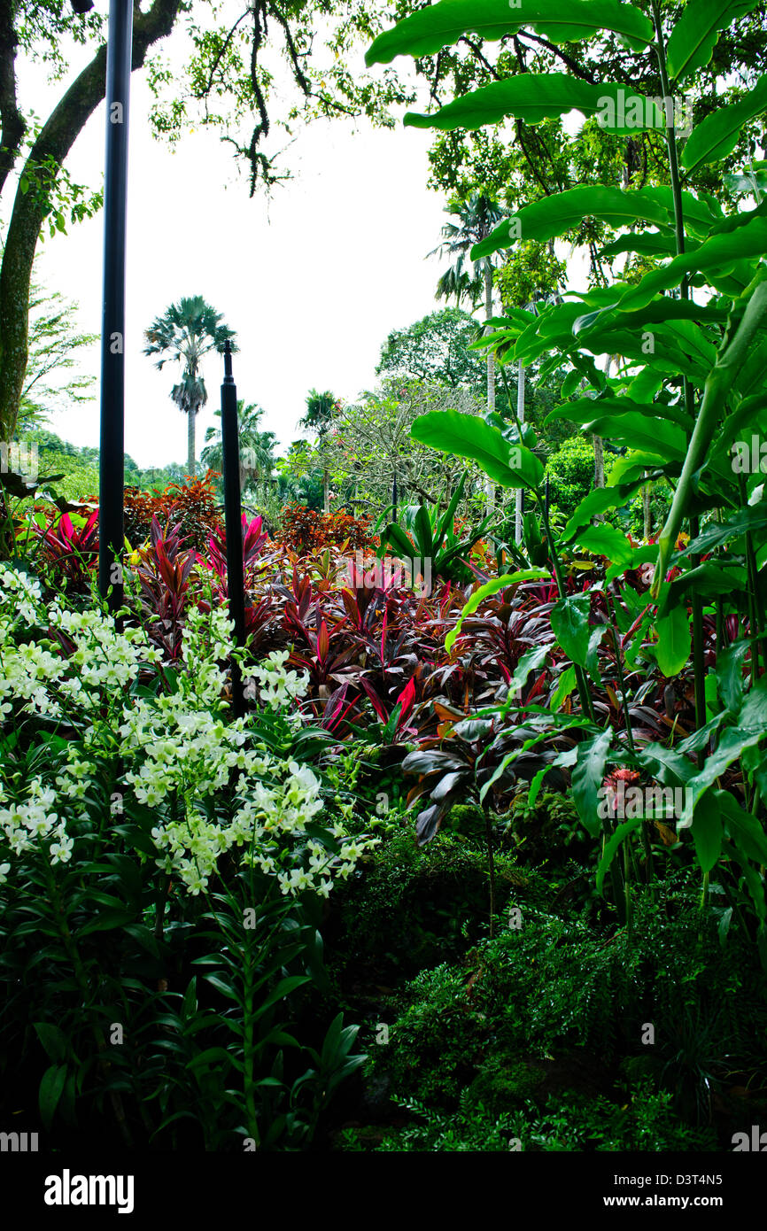 Singapore Botanical Garden1 degree Nth of the equator has 10,000 ...