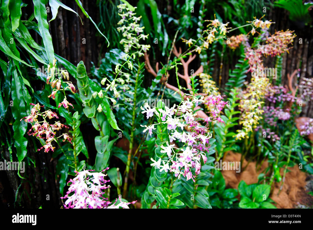 National Orchid Garden,Tan Hoon Siang Mist House,1,000 species and ...