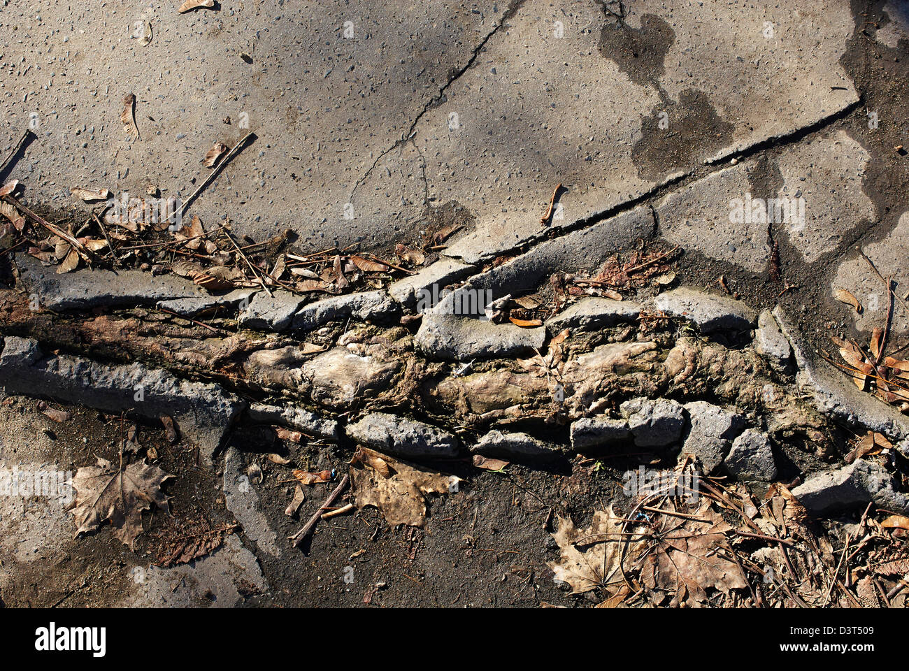 Root of the tree in asphalt - power of nature Stock Photo - Alamy