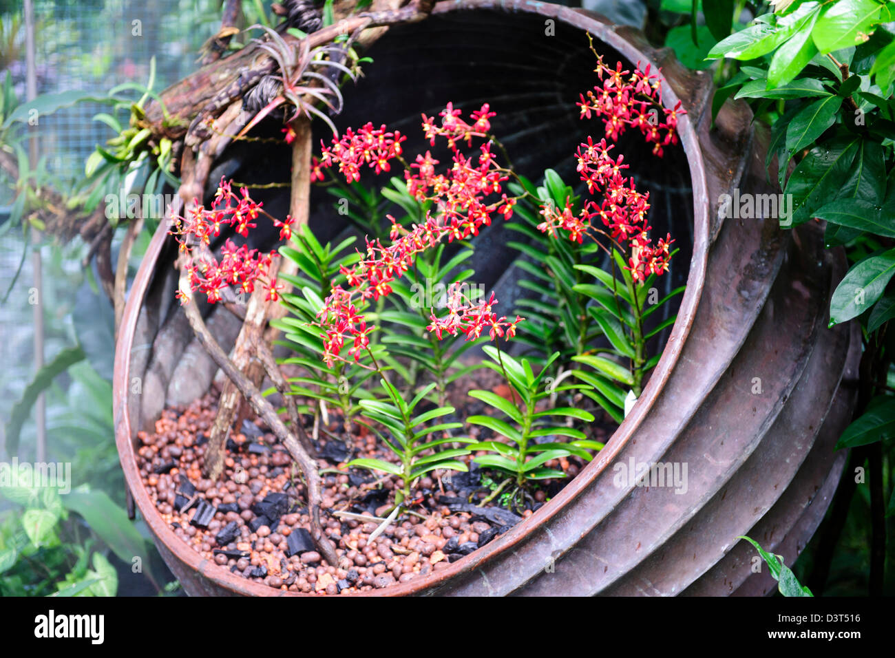National Orchid Garden,Tan Hoon Siang Mist House,1,000 species and ...