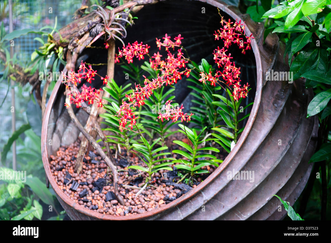 National Orchid Garden,Tan Hoon Siang Mist House,1,000 species and ...