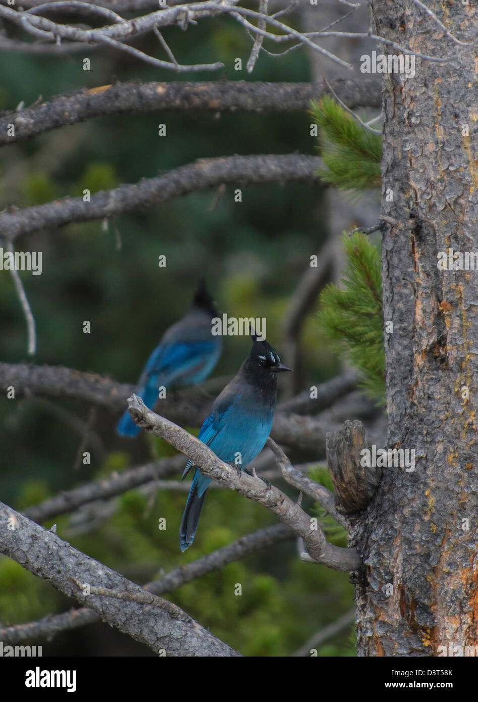 Jay bird pair hi-res stock photography and images - Alamy