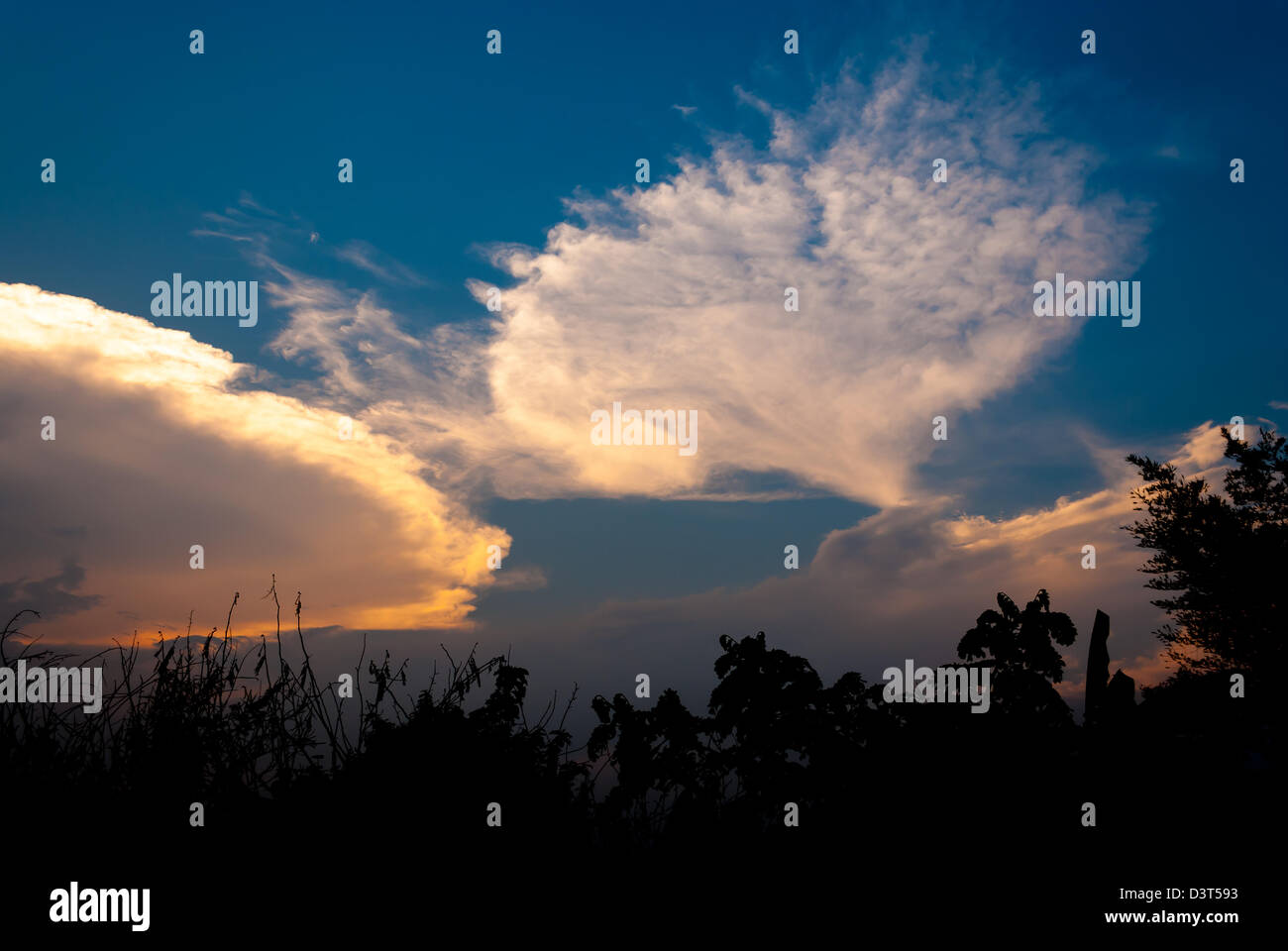 Shadow of trees in the evening Stock Photo - Alamy