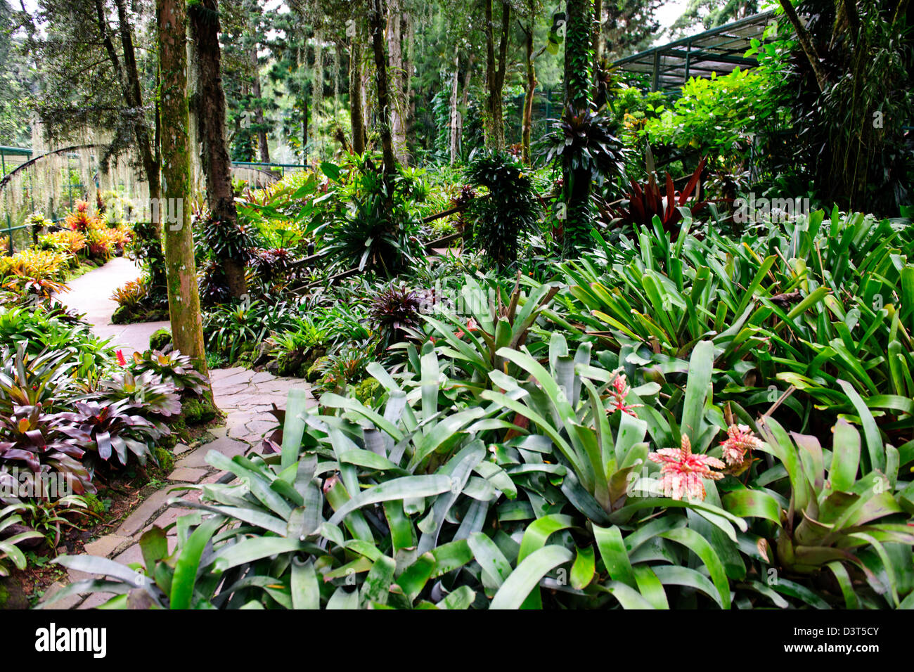 Singapore Botanical Garden1 degree Nth of the equator has 10,000 ...