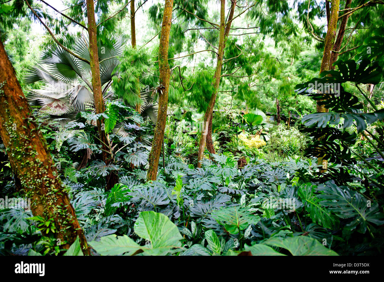 Singapore Botanical Garden1 degree Nth of the equator has 10,000 ...