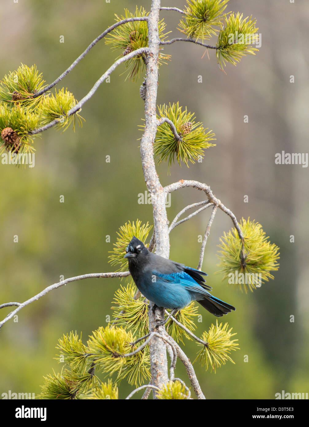Jay bird branch hi-res stock photography and images - Alamy