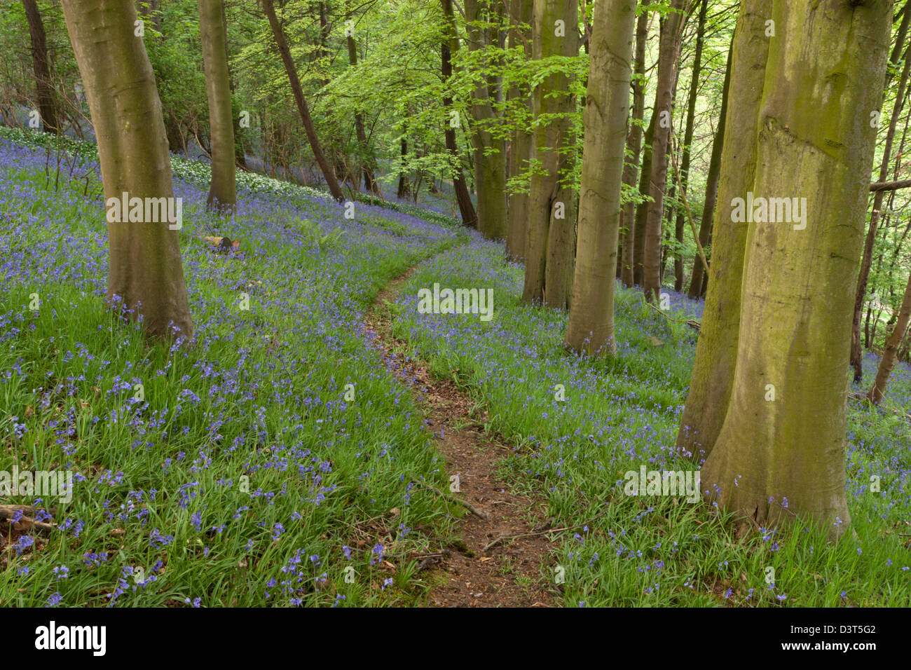 Flowering Bluebells in woodland in the springtime. Yorkshire Stock ...