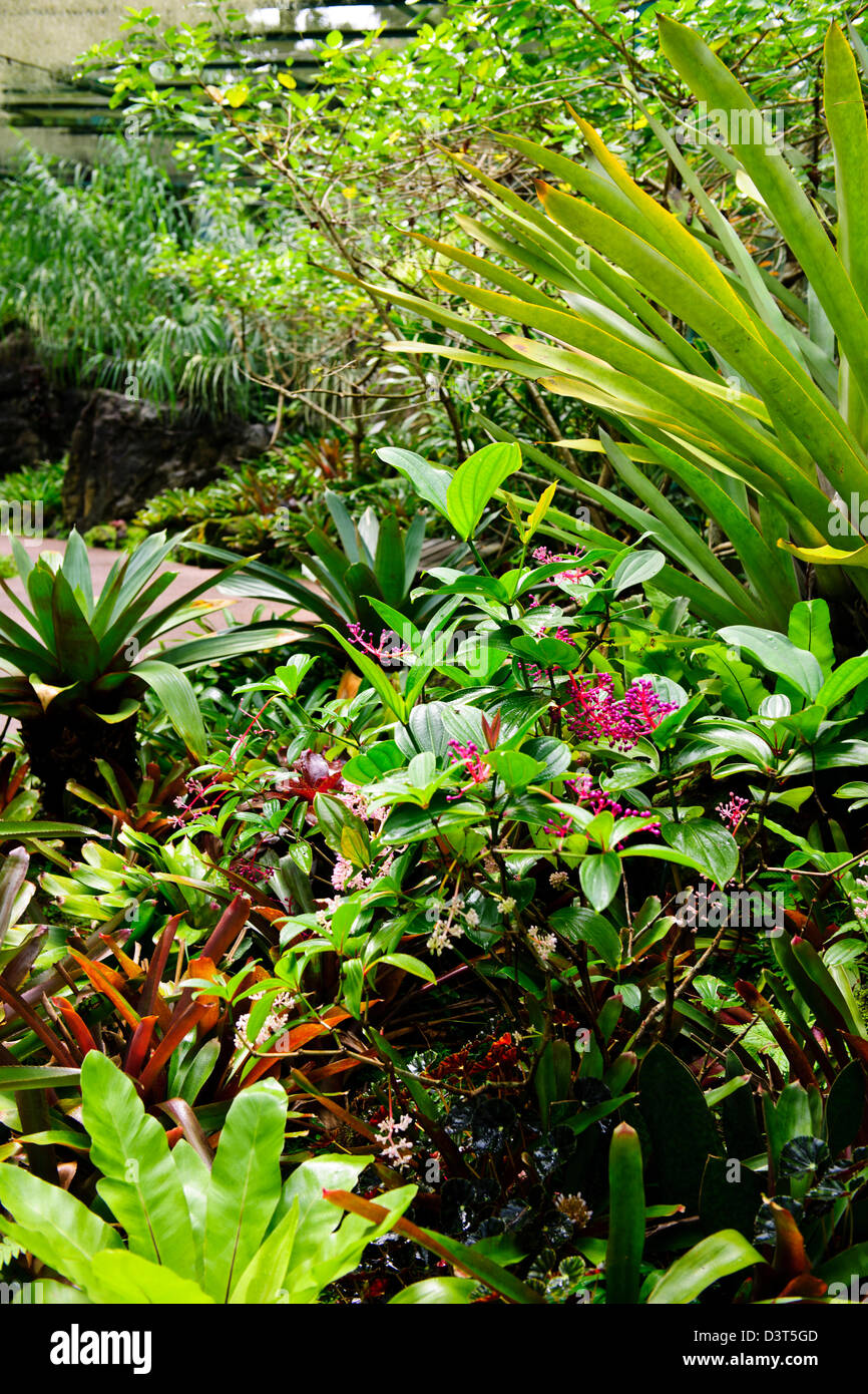 Singapore Botanical Garden1 degree Nth of the equator has 10,000 ...