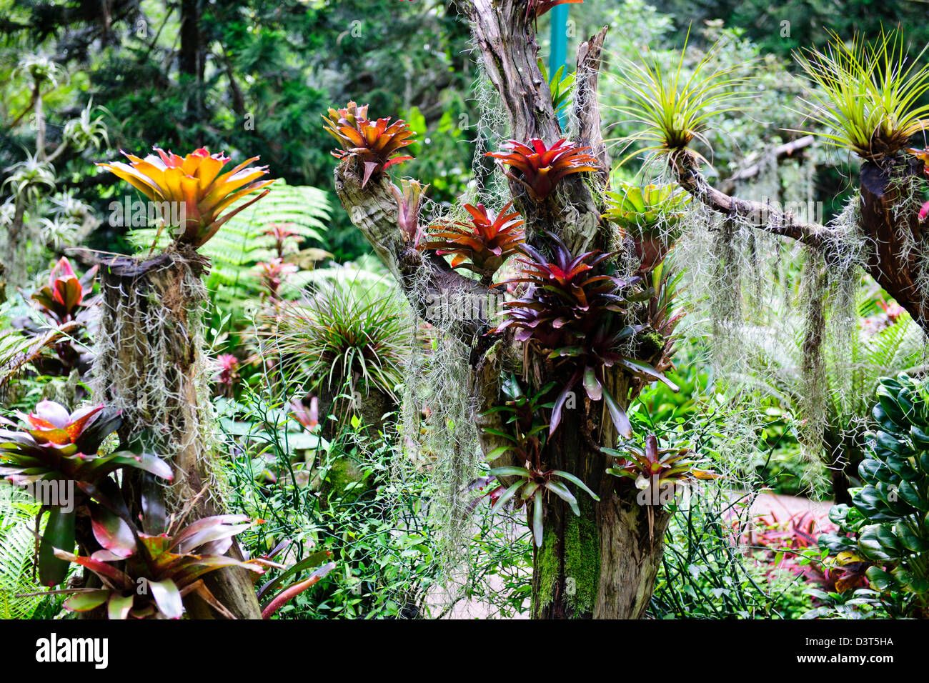 Singapore Botanical Garden1 degree Nth of the equator has 10,000 ...