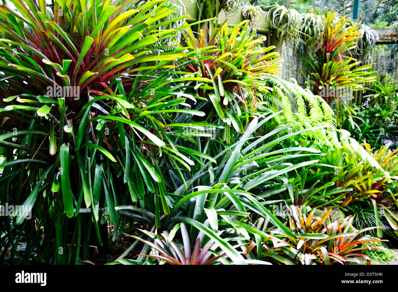 Singapore Botanical Garden1 degree Nth of the equator has 10,000 ...