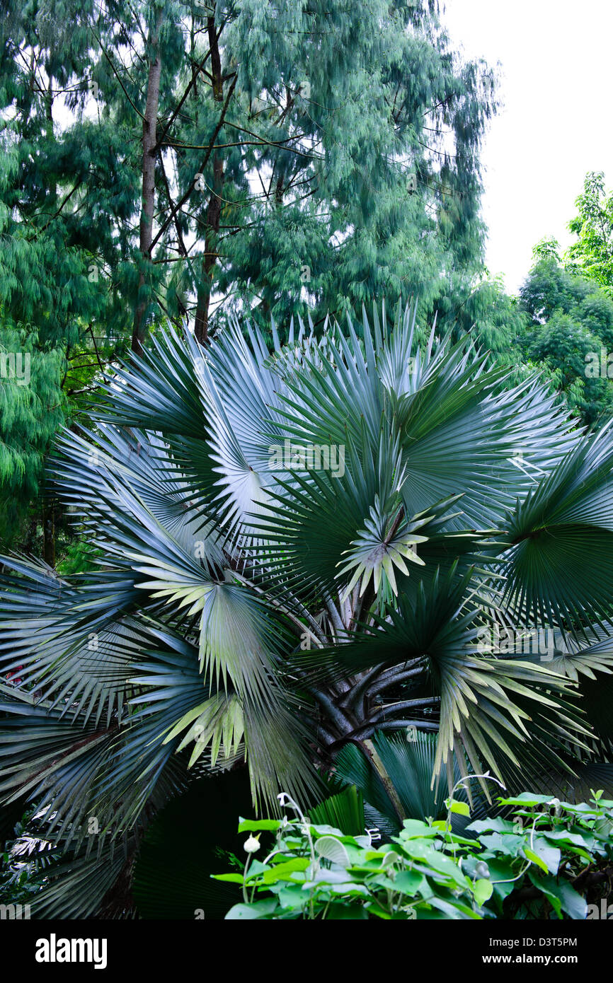 Singapore Botanical Garden1 degree Nth of the equator has 10,000 ...