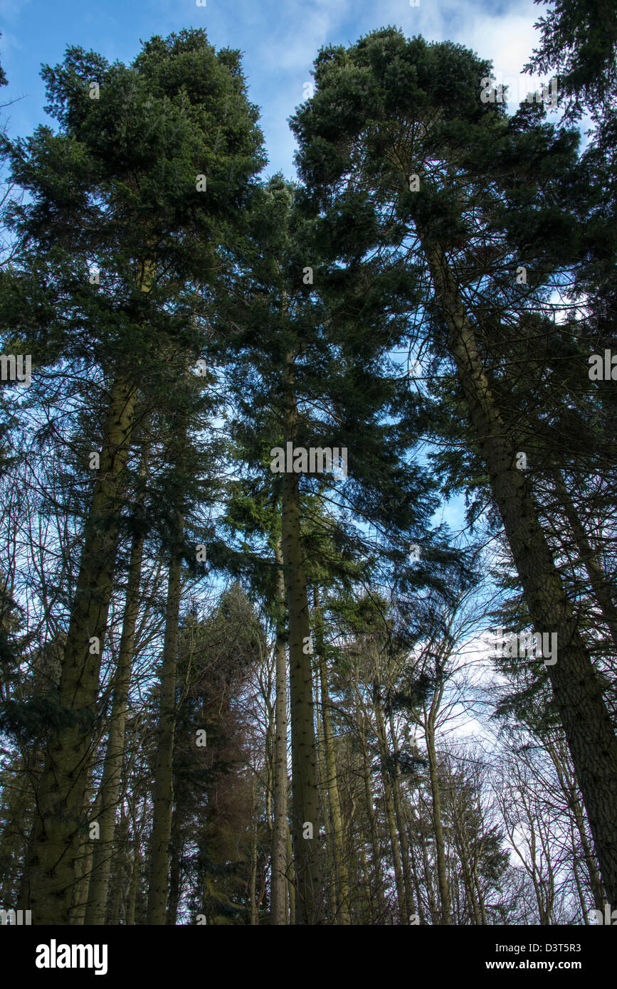 Scotland tall trees hi-res stock photography and images - Alamy