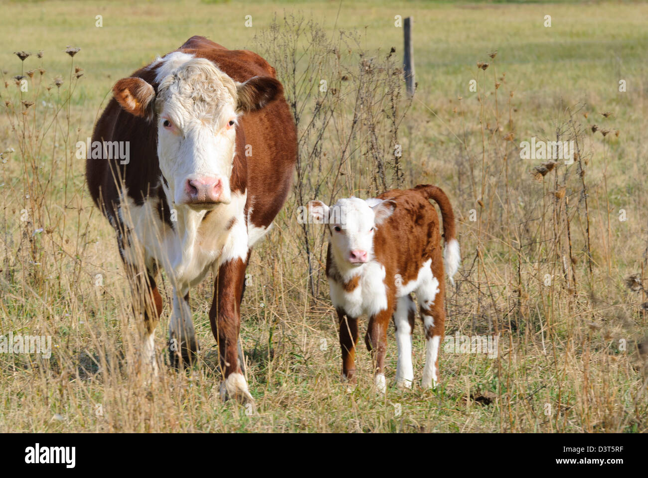 Hereford cattle mother calf cow hi-res stock photography and images - Alamy