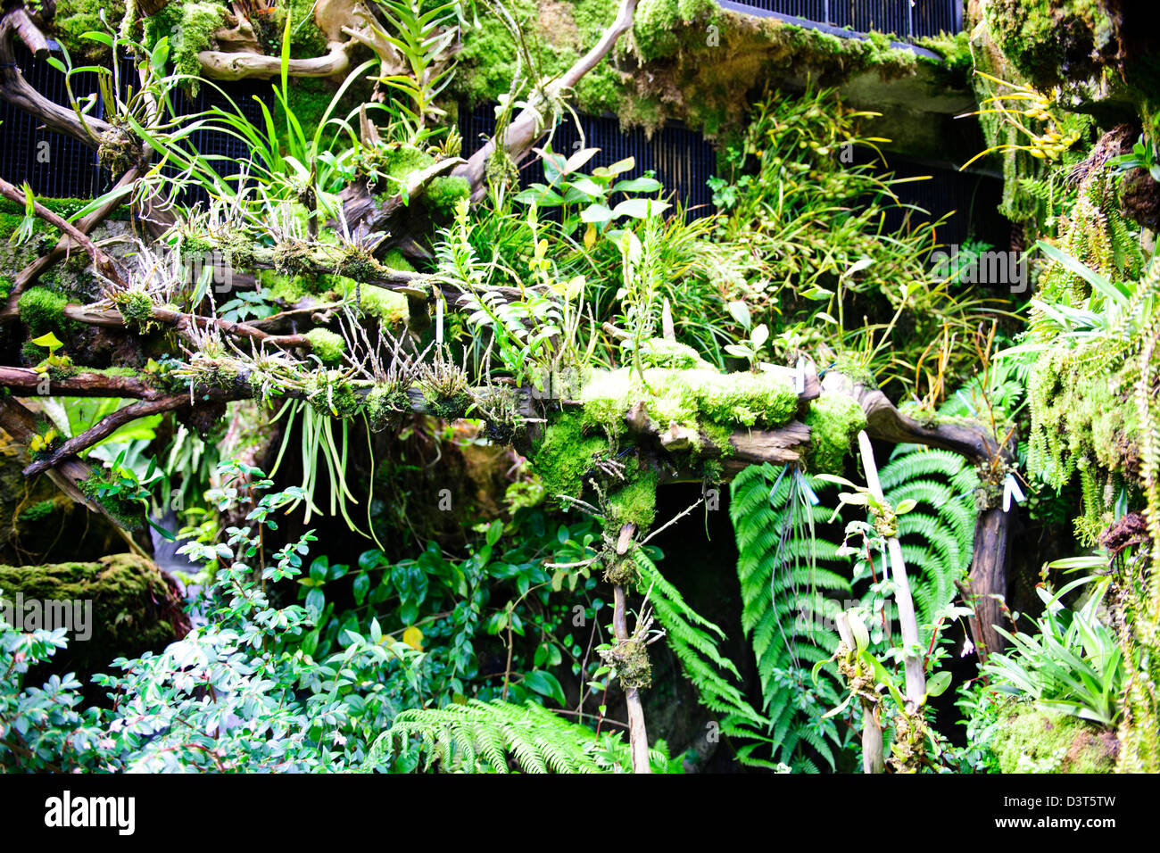 Singapore Botanical Garden1 degree Nth of the equator has 10,000 ...