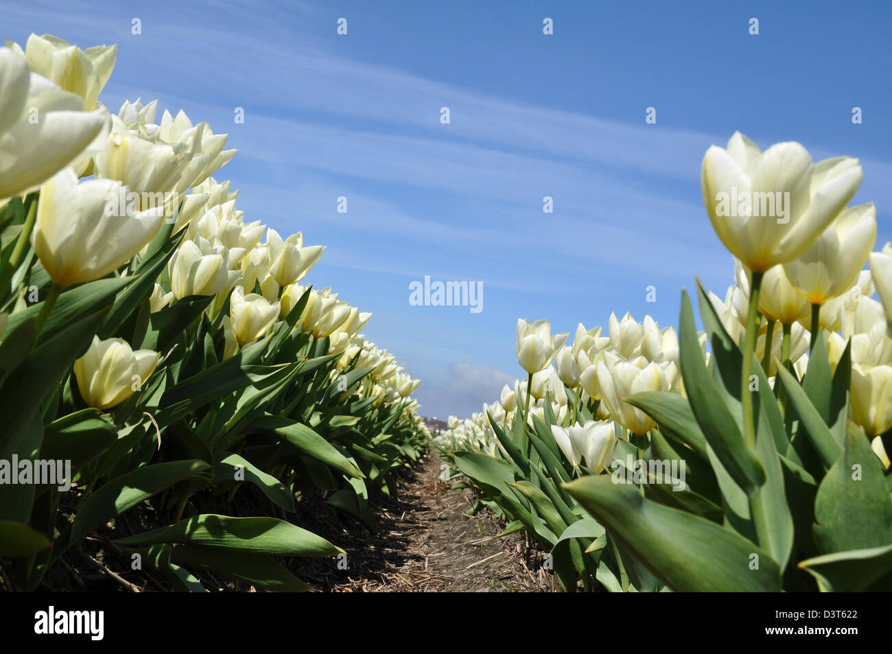 White tulips on field under blue sky, Holland, Netherlands Stock Photo ...