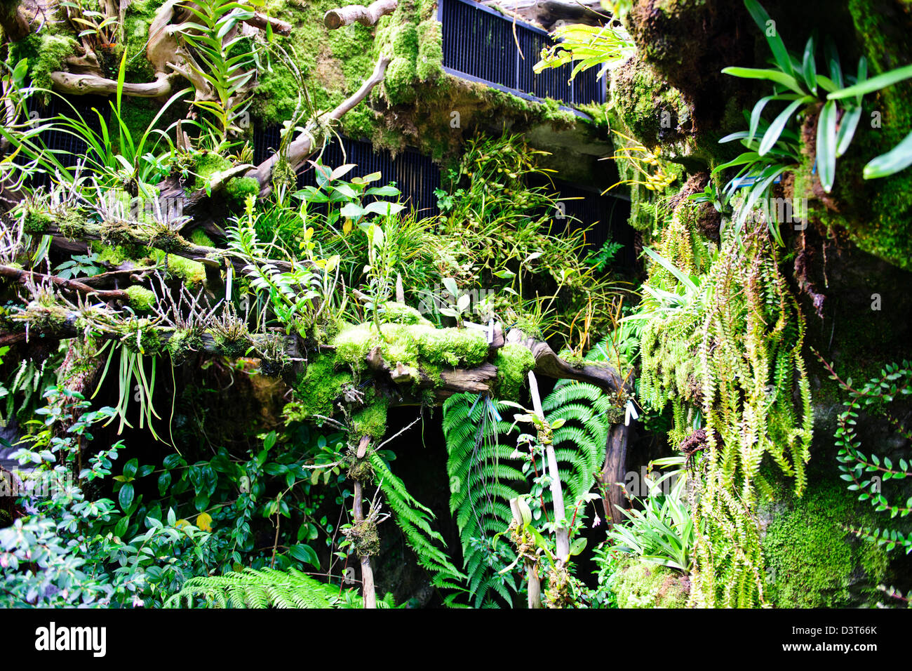 Singapore Botanical Garden1 degree Nth of the equator has 10,000 ...