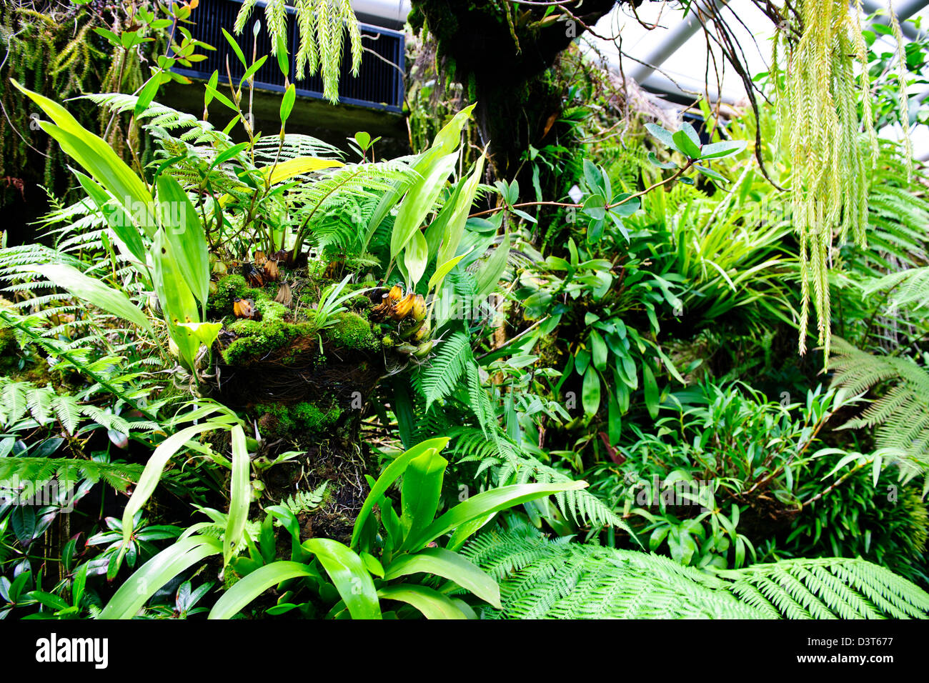 Singapore Botanical Garden1 degree Nth of the equator has 10,000 ...