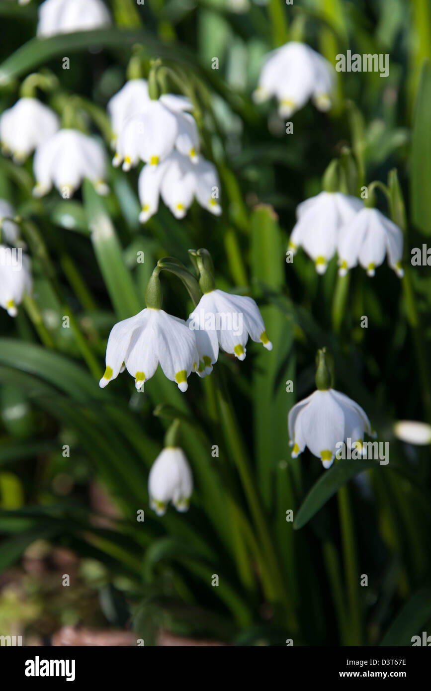 Snowdrop bells hi-res stock photography and images - Alamy