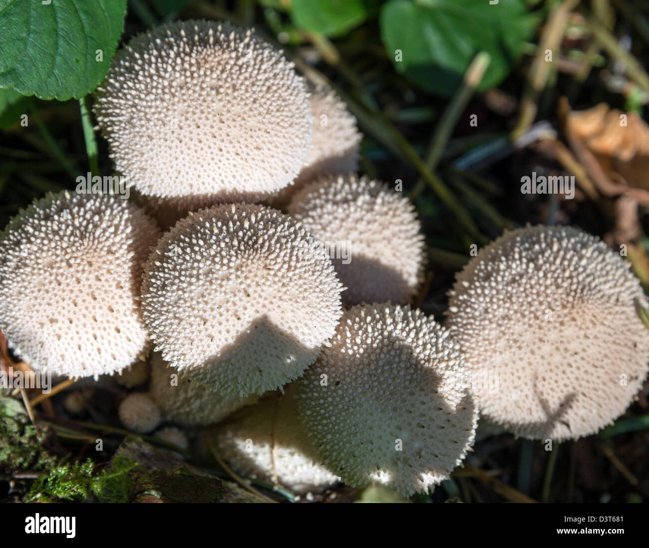 Common Puffball Fungi (Lycoperdon perlatum Stock Photo - Alamy