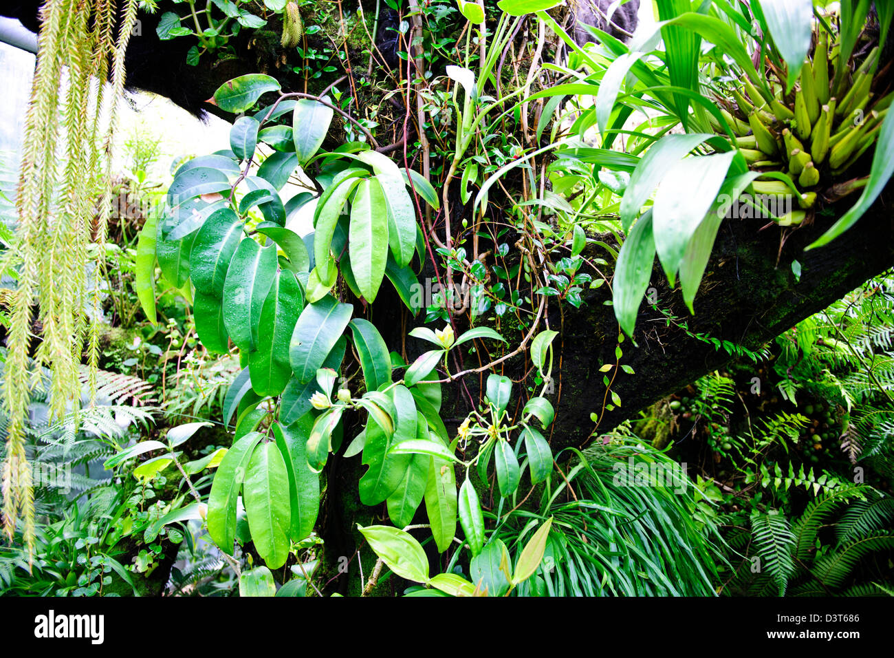 Singapore Botanical Garden1 degree Nth of the equator has 10,000 ...