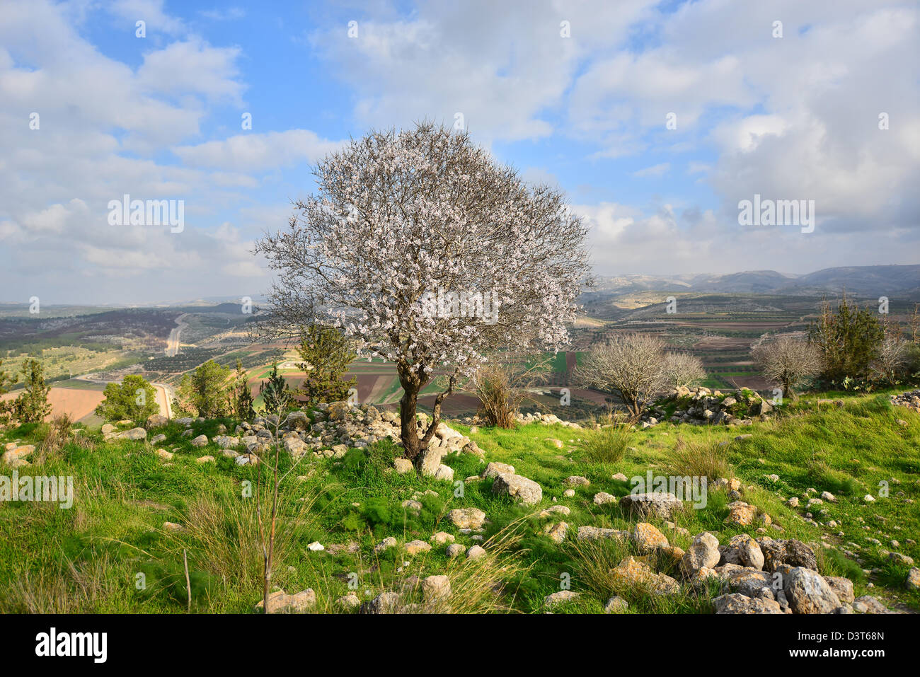 Israeli landscape. Wild almond tree in beautiful scenery Stock Photo ...