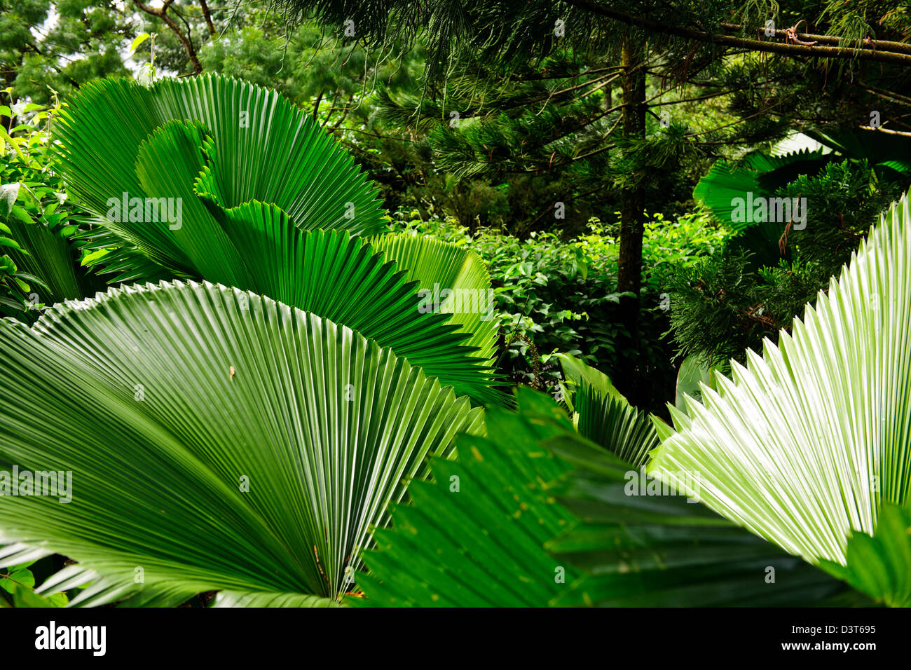 Botanical Garden Just 1 degree North of the equator has 10,000 species ...
