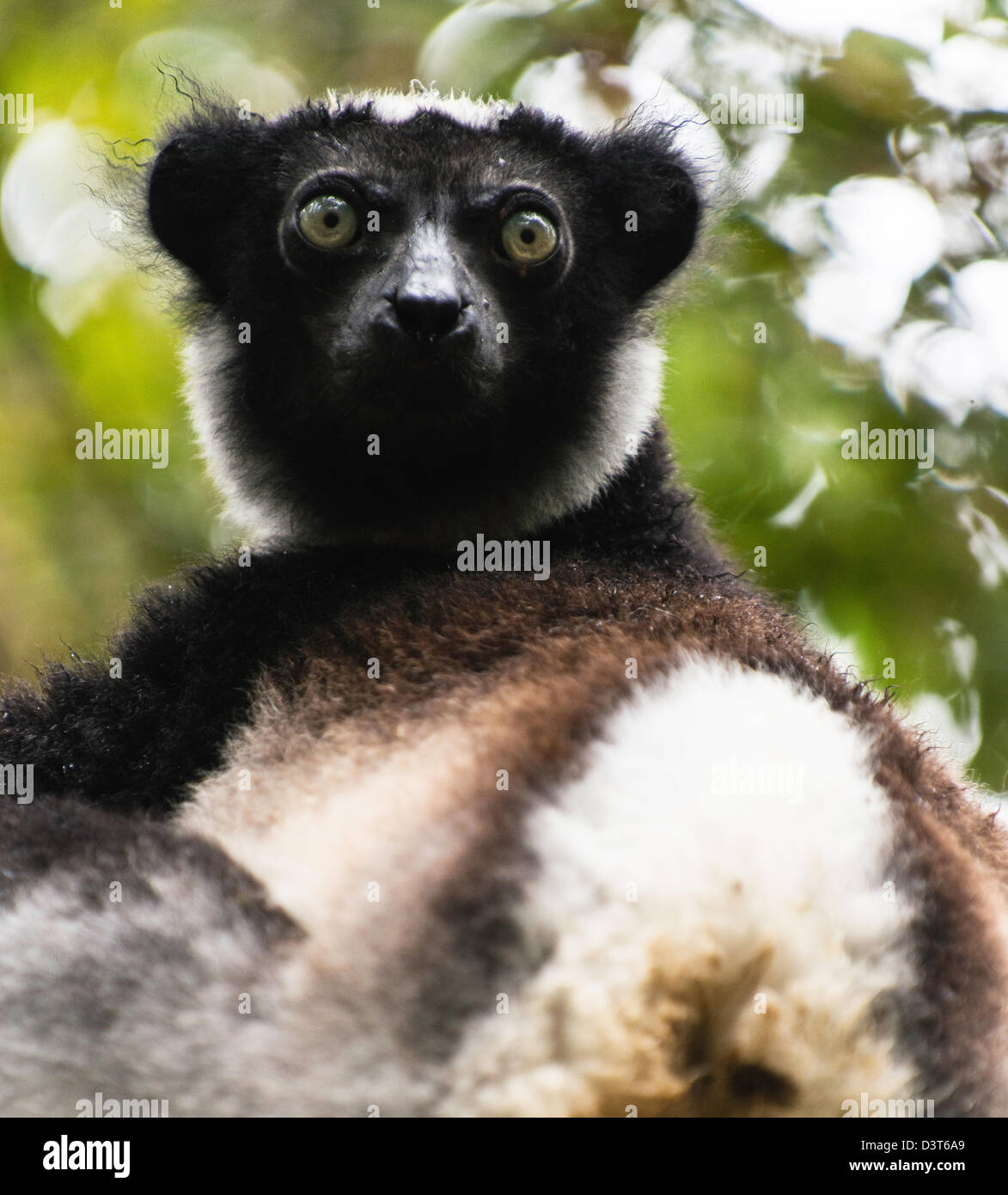 Indri Lemur Size
