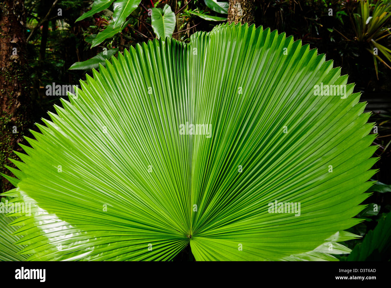 Botanical Garden Just 1 degree North of the equator has 10,000 species ...