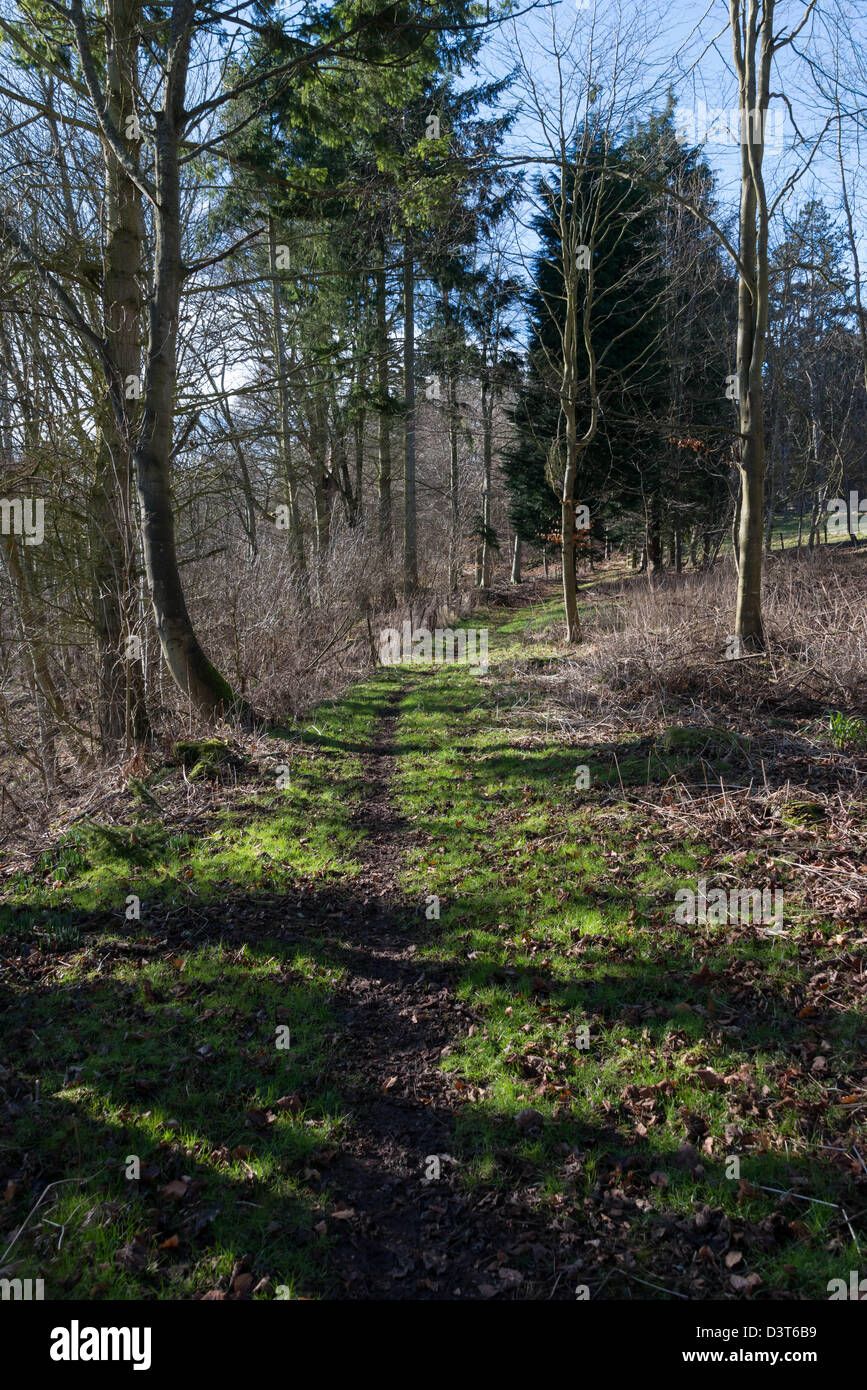 Scottish borders woodland forest hi-res stock photography and images ...
