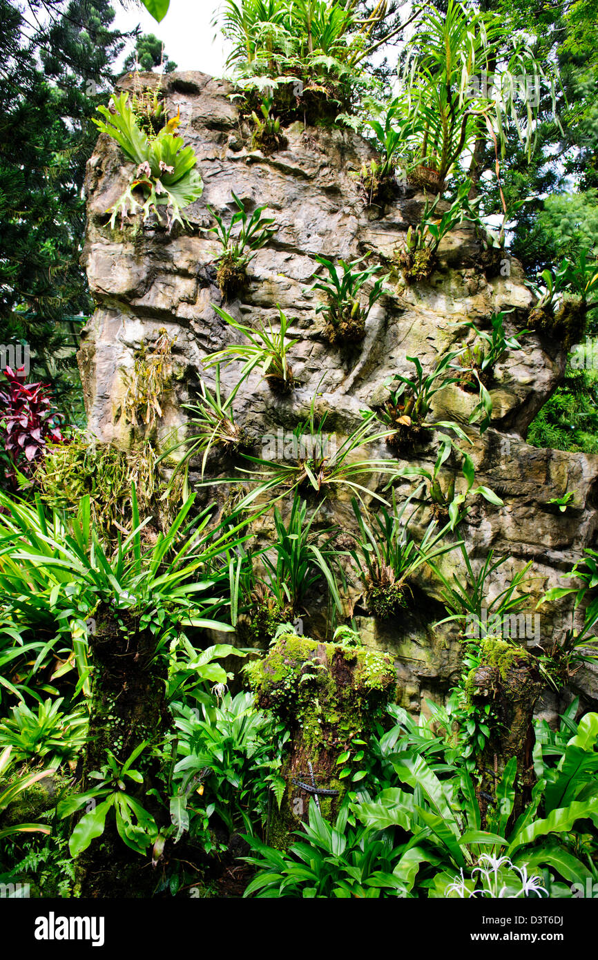 Singapore Botanical Garden1 degree Nth of the equator has 10,000 ...