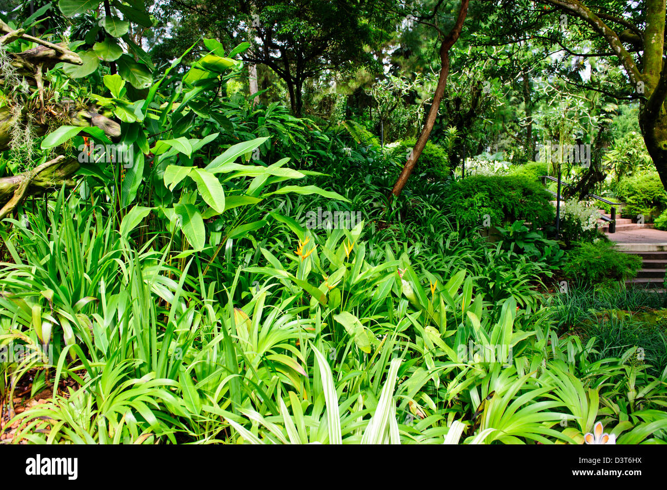 Singapore Botanical Garden1 degree Nth of the equator has 10,000 ...