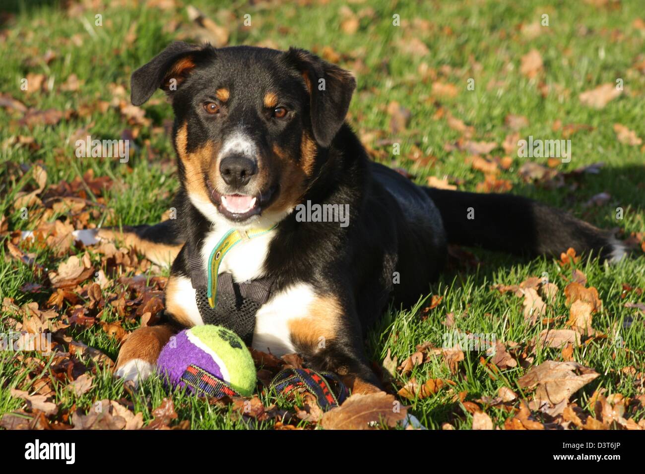 Dog laying in sun hi-res stock photography and images - Alamy