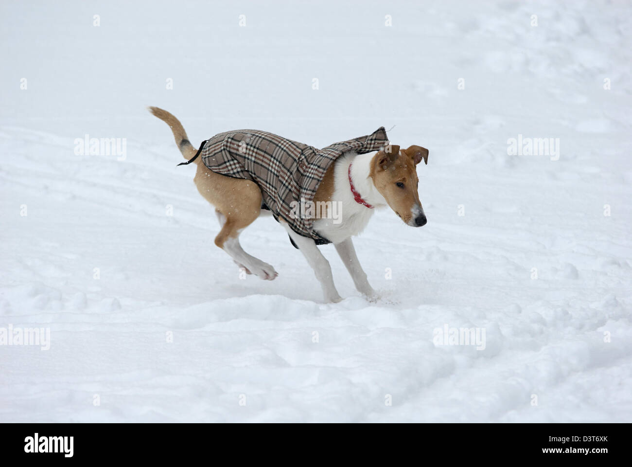 Smooth collie dog hi-res stock photography and images - Alamy