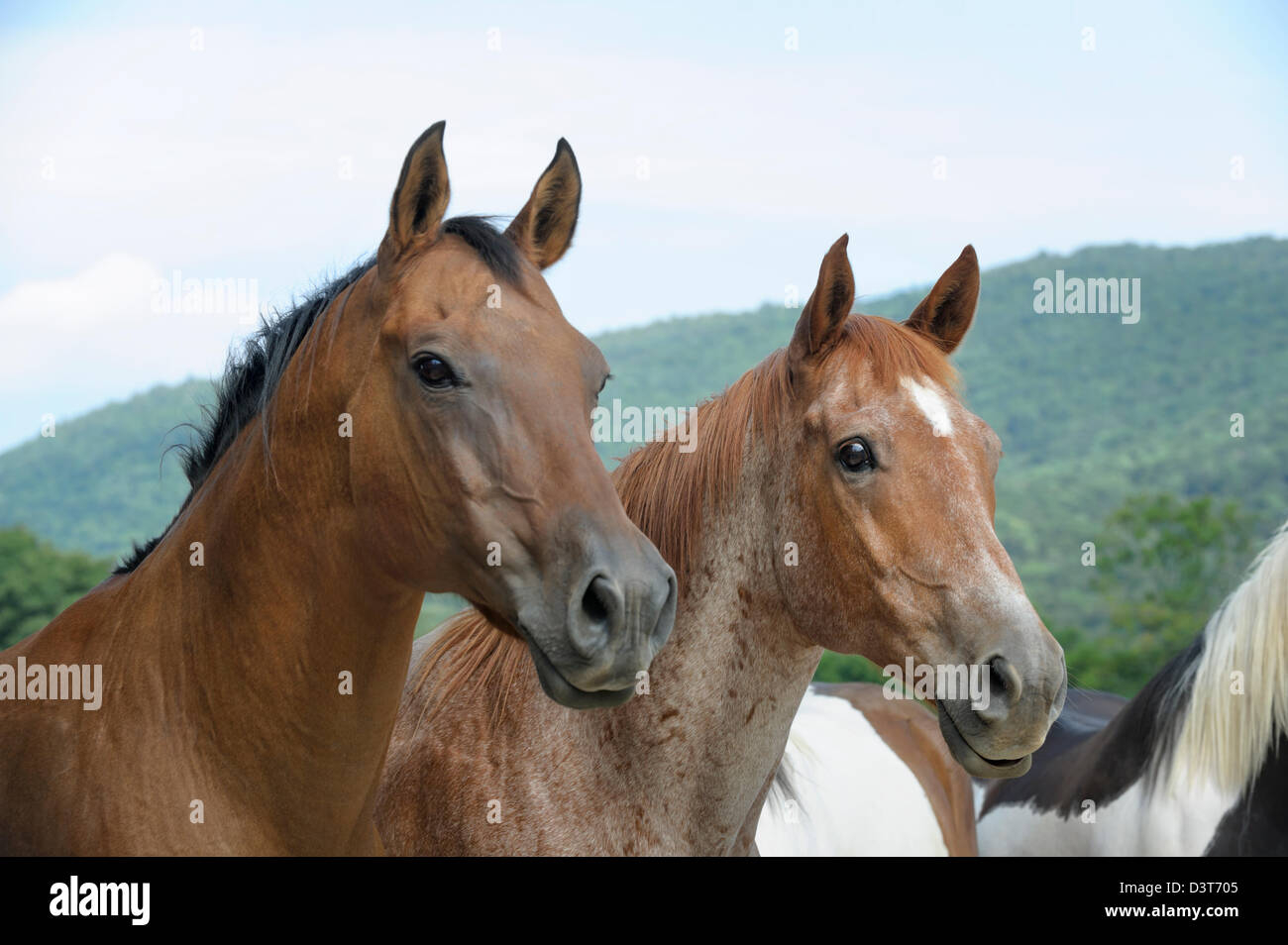 Horse front view hi-res stock photography and images - Alamy