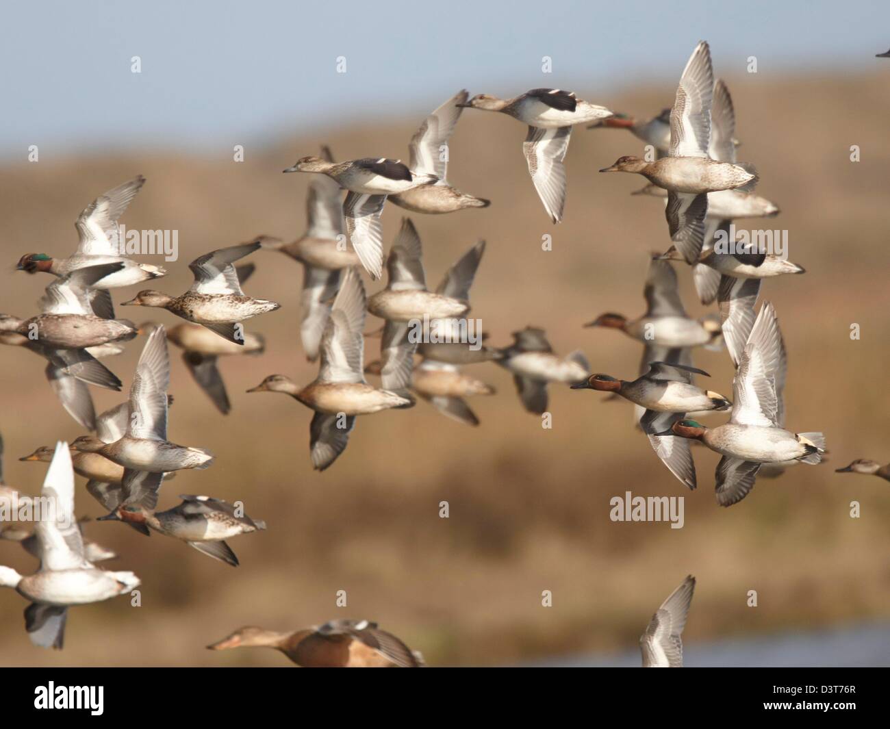 Teal in flight Stock Photo - Alamy
