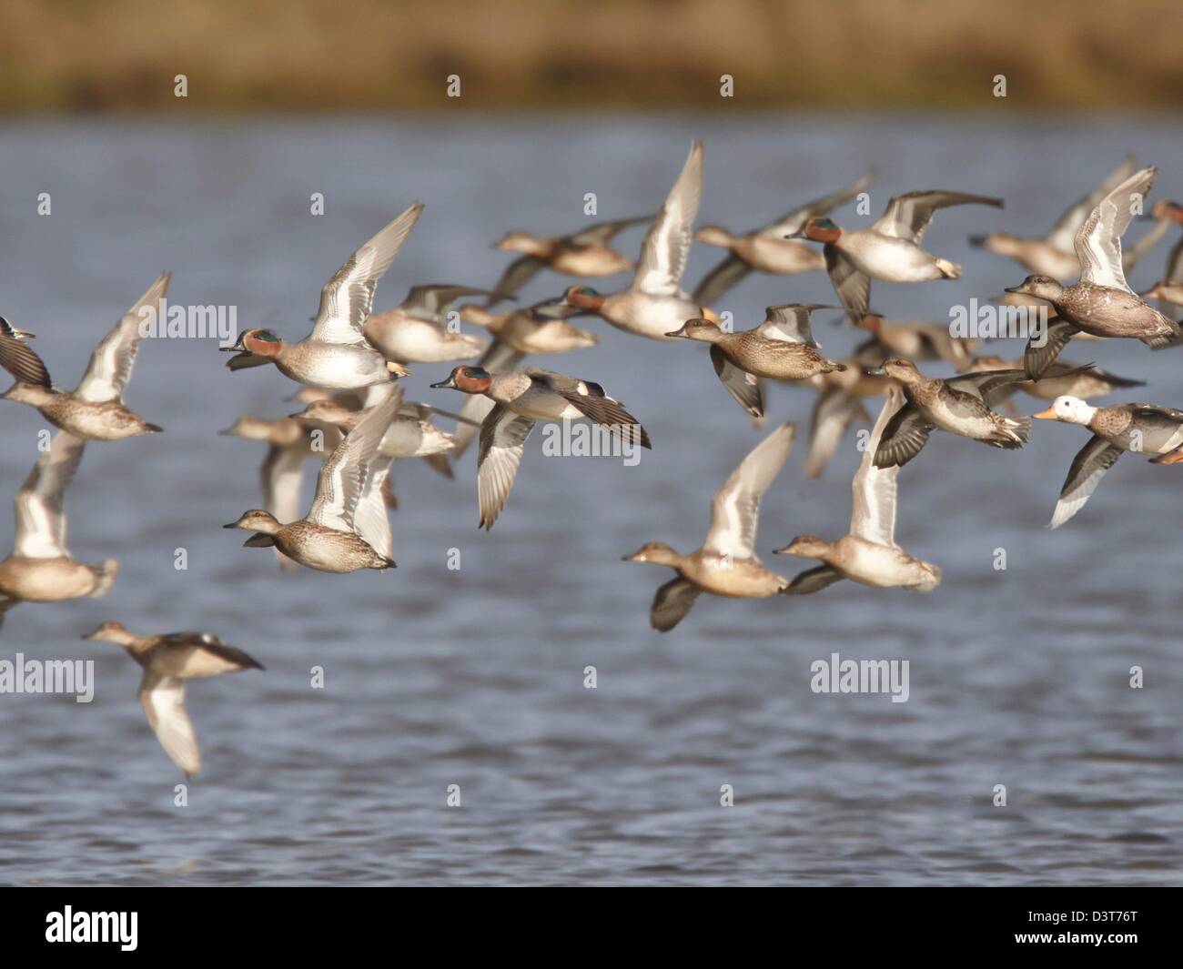 Teal in flight Stock Photo - Alamy