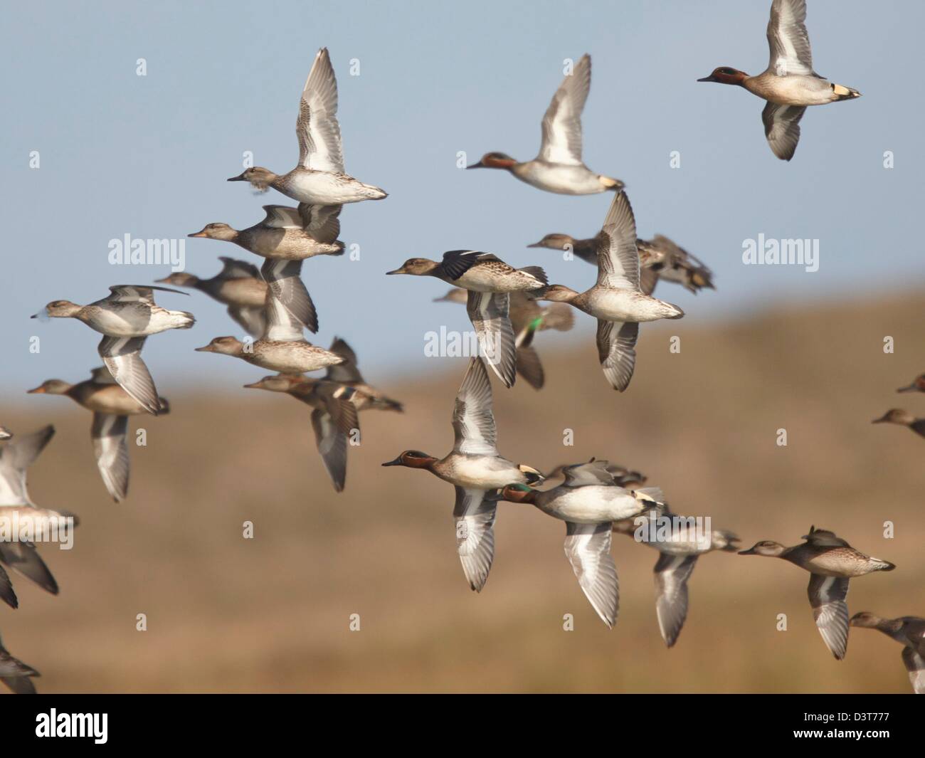 Teal in flight hi-res stock photography and images - Alamy