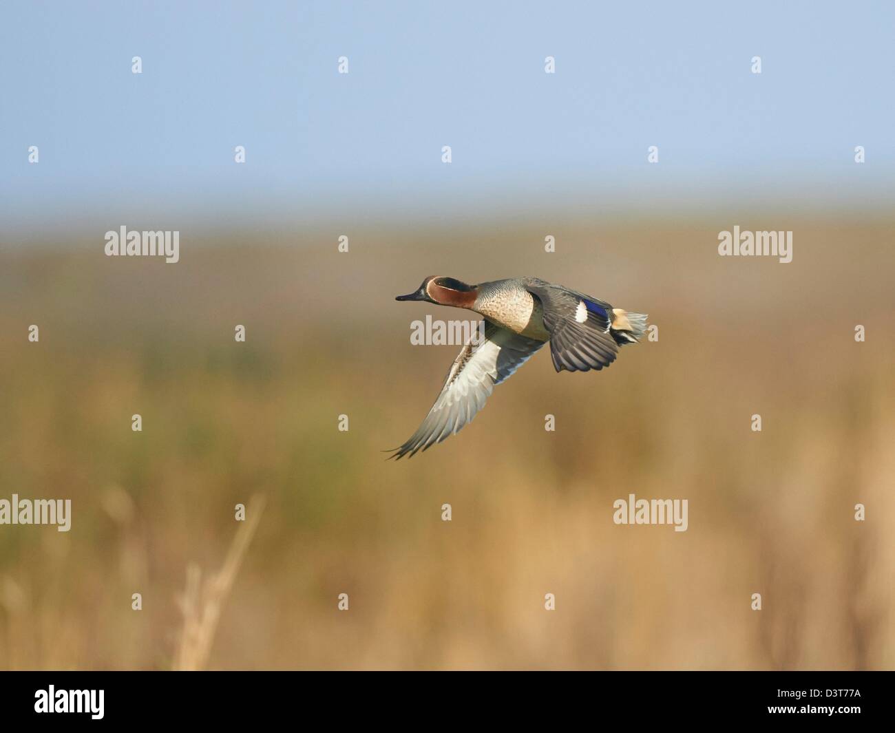 Teal in flight hi-res stock photography and images - Alamy