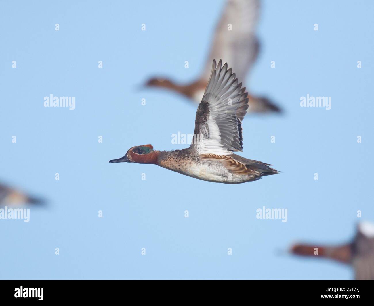 Teal in flight Stock Photo - Alamy