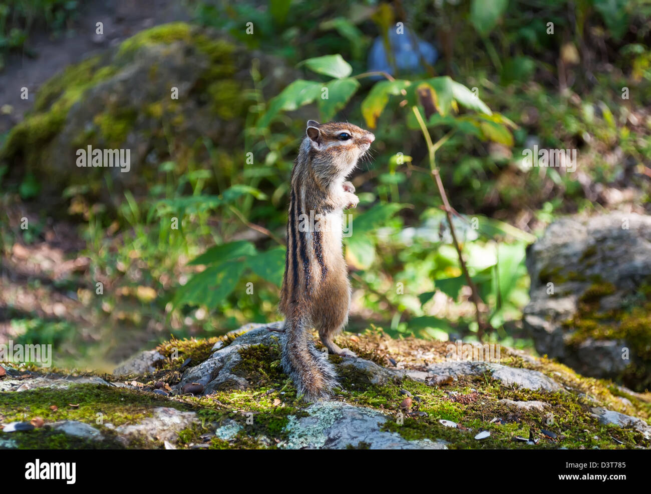 Chipmunk standing on hind legs Stock Photo - Alamy
