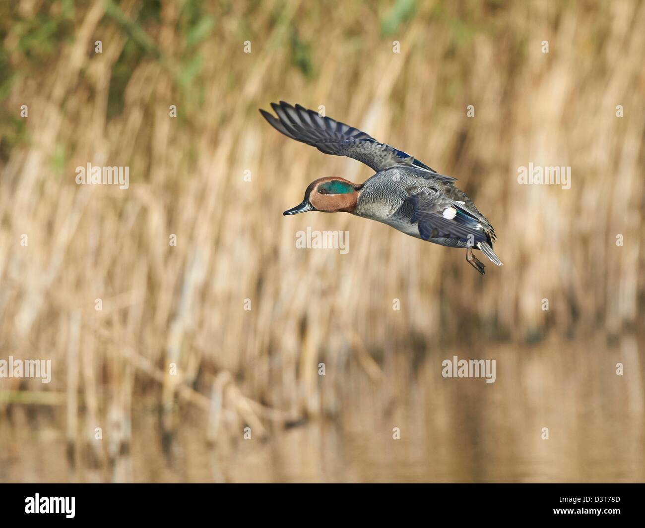 Teal in flight hi-res stock photography and images - Alamy