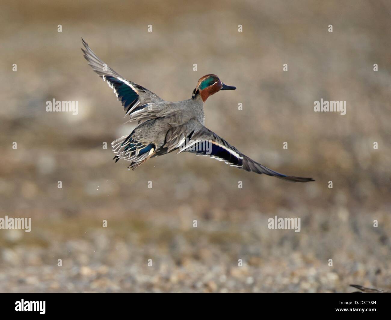 Teal in flight Stock Photo - Alamy